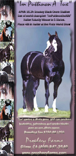 Equine Design Custom Graphics, logos, portraits, ad layout, services ...